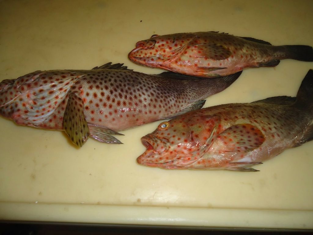 Products – Sayadeen Fisheries